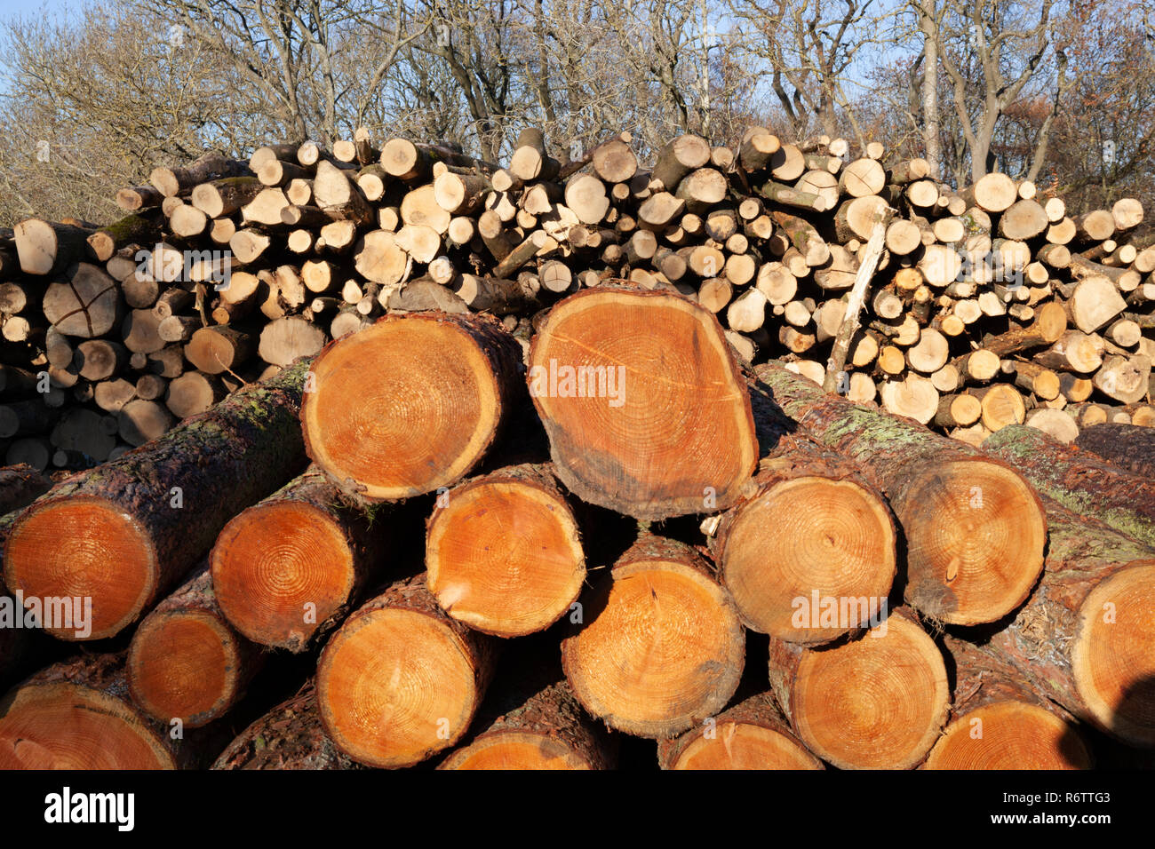 Tree logs stacked in large piles ready for collection, Cotswolds ...
