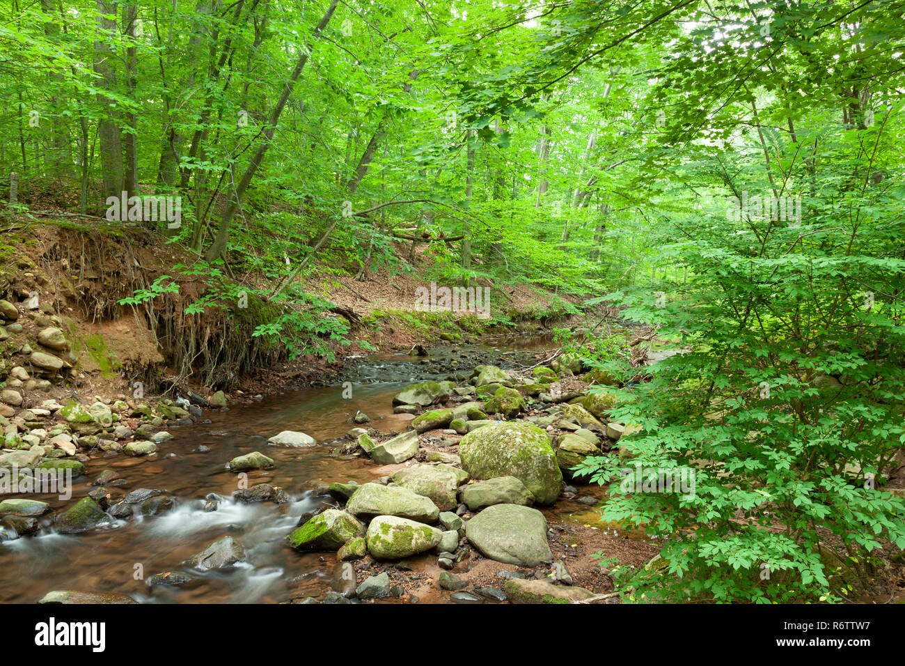 The Demarest Kill Stream passing through a lush and vibrant stretch of ...