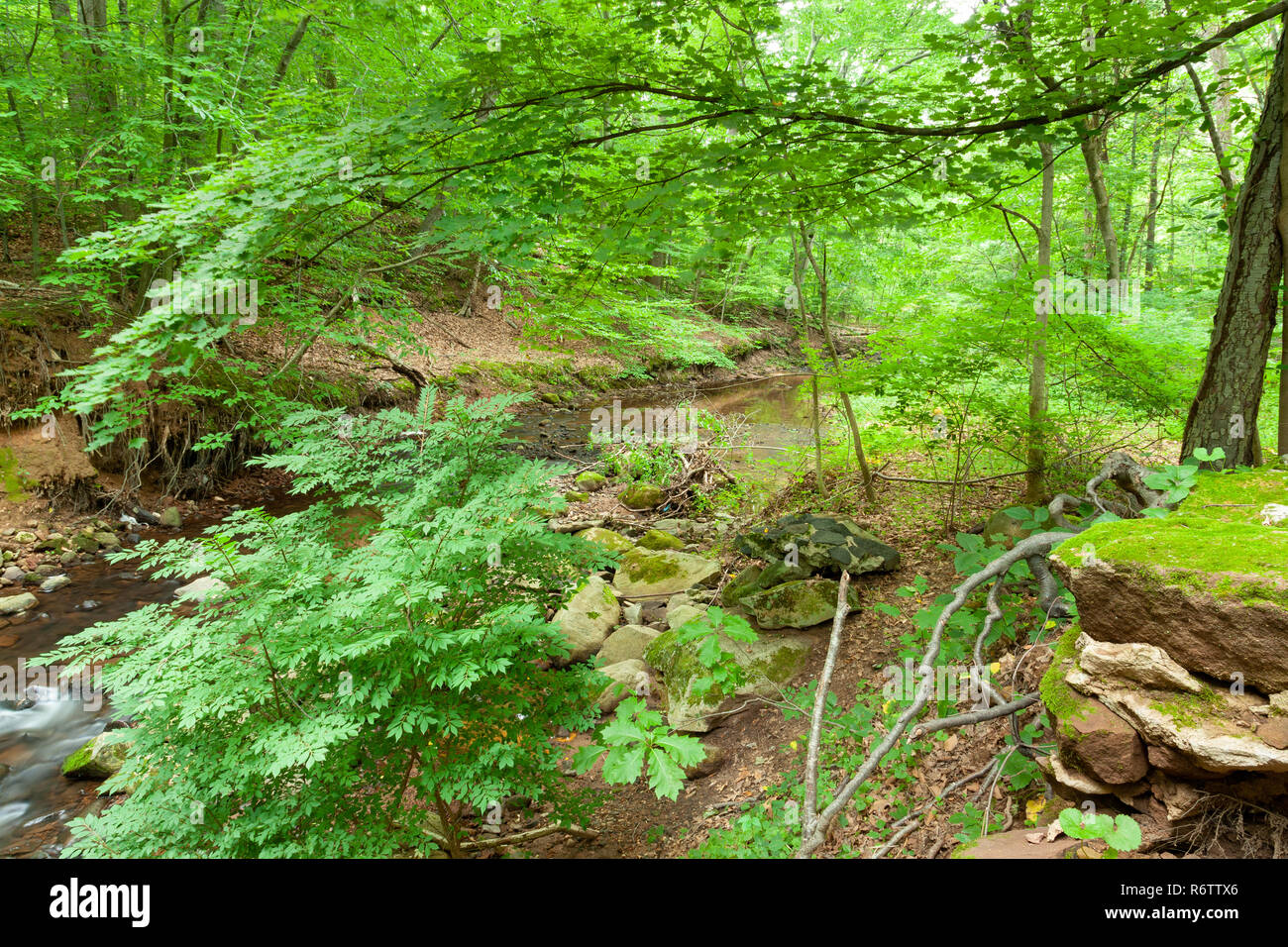 A large tree branch stretching out over the Demarest Kill stream ...