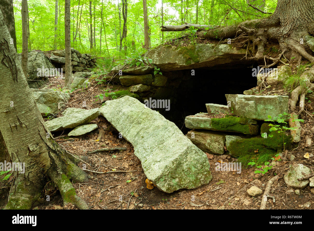 Old ruins built into the trees and forest rocks slowly being reclaimed ...