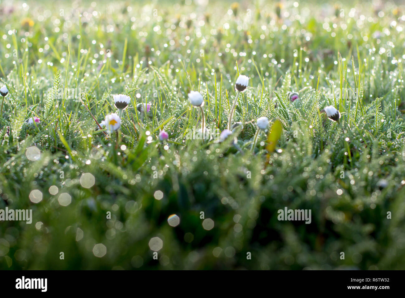Daisy on th field covered with dew Stock Photo - Alamy