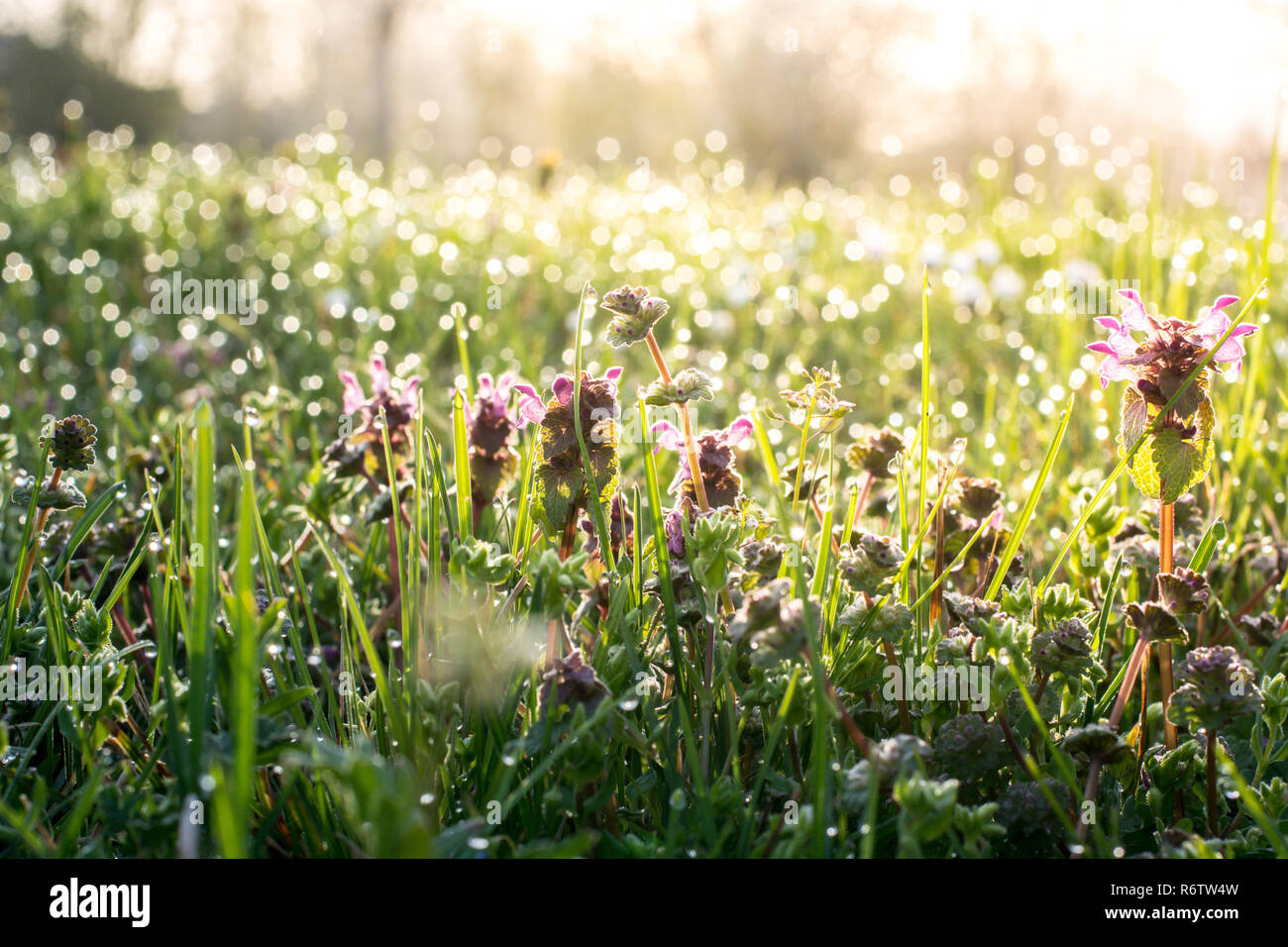 Nettle sprouts hi-res stock photography and images - Alamy