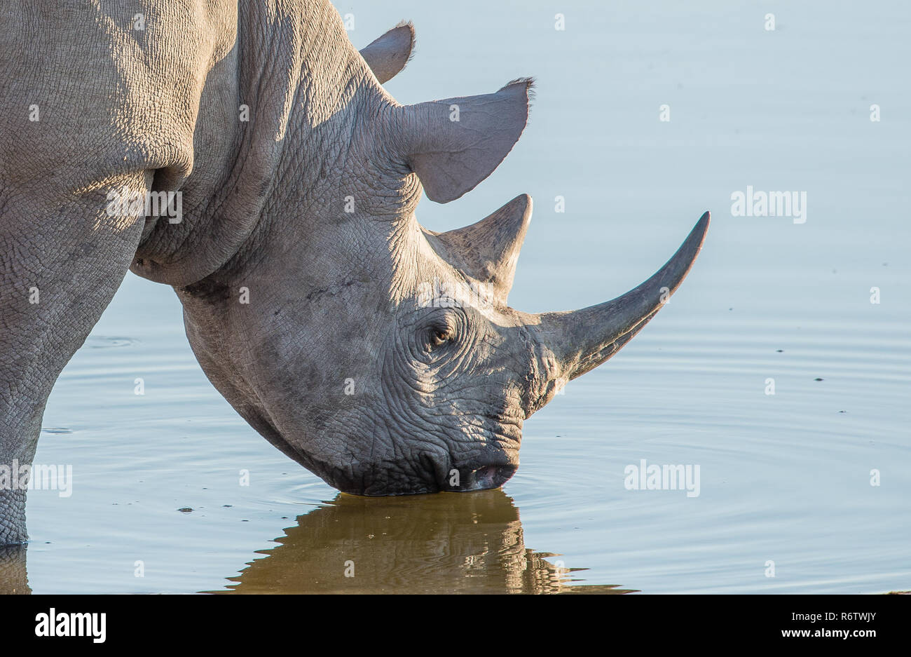 Strong lip lip hi-res stock photography and images - Alamy