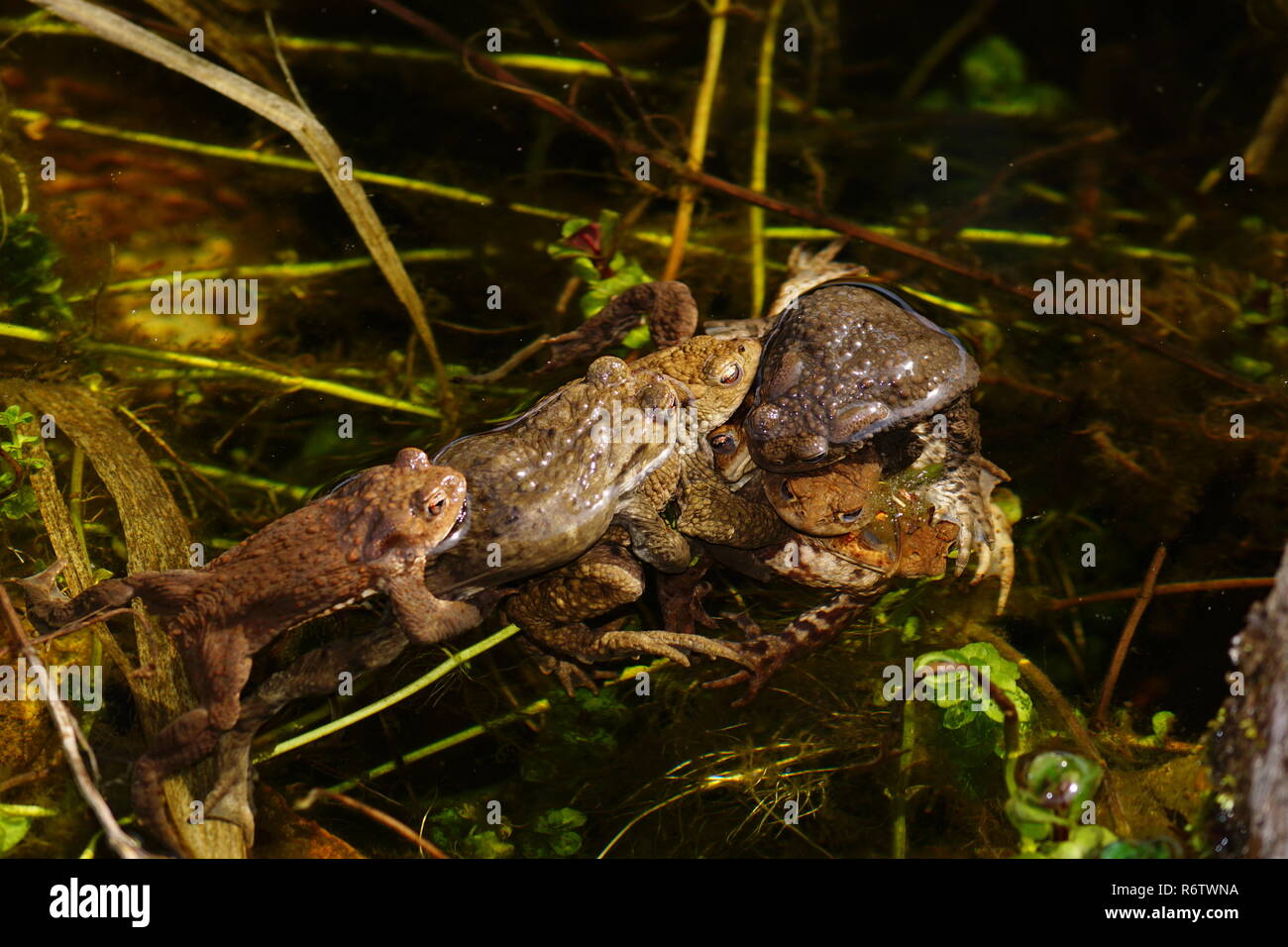 Male toad fish hi-res stock photography and images - Alamy