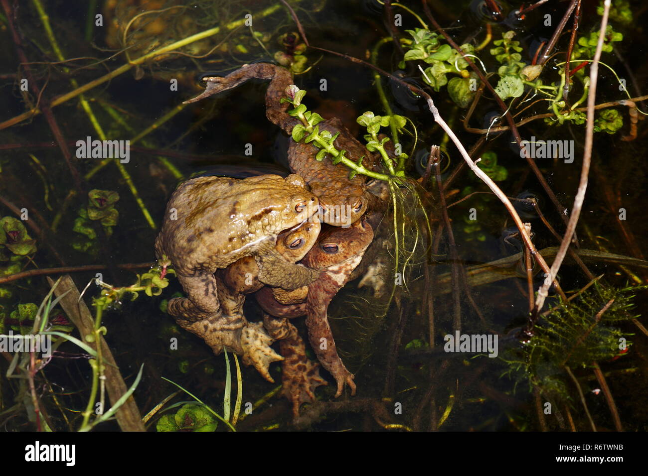 Male toad fish hi-res stock photography and images - Alamy