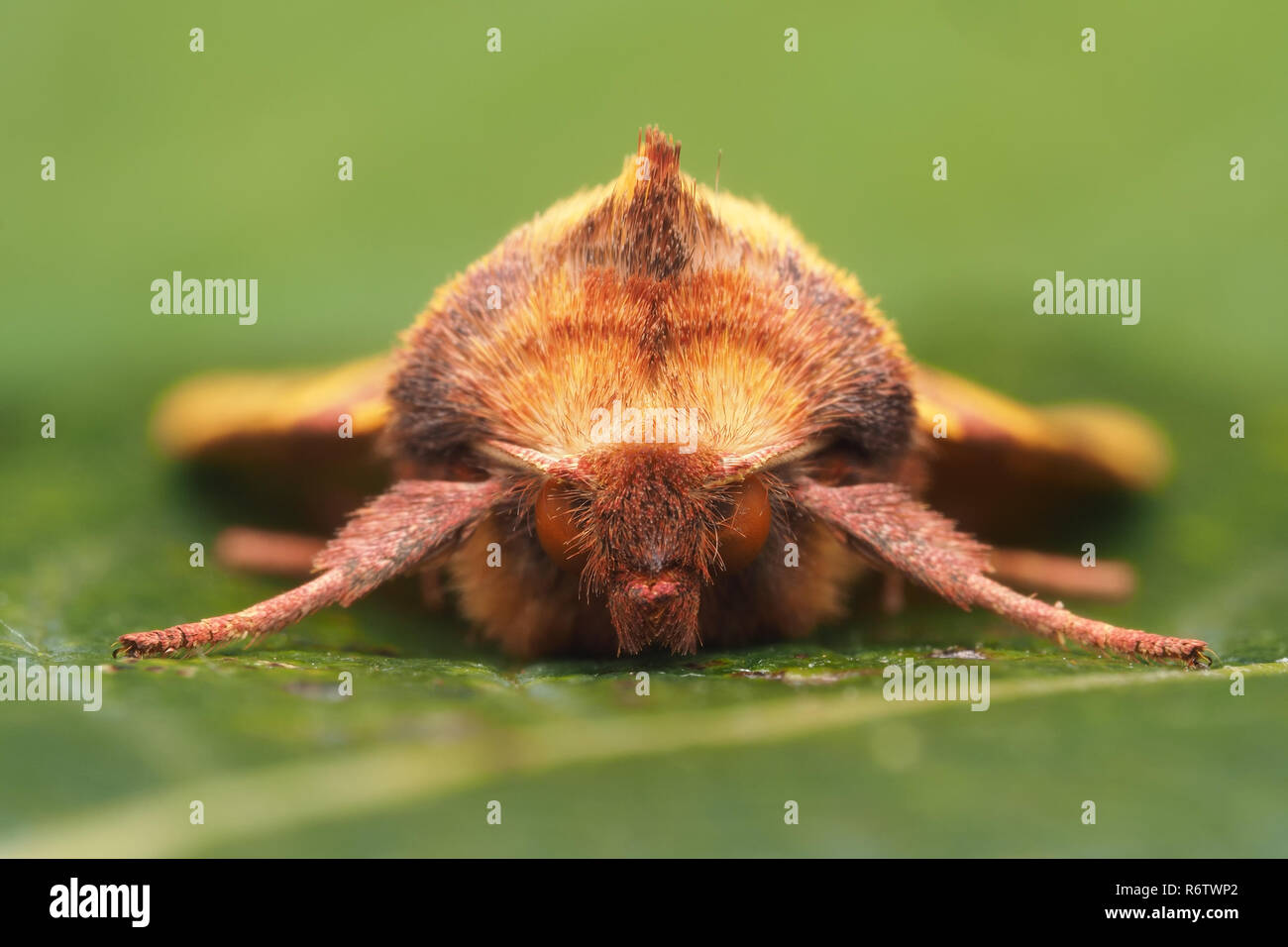 Barred moth species hi-res stock photography and images - Alamy