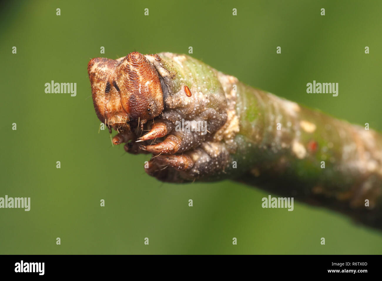 Peppered moth caterpillar hi-res stock photography and images - Alamy
