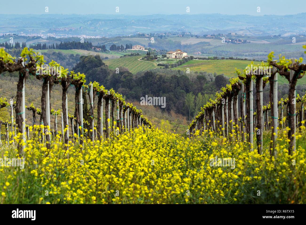 vineyards in the hills of Tuscany in spring and typical Tuscan ...