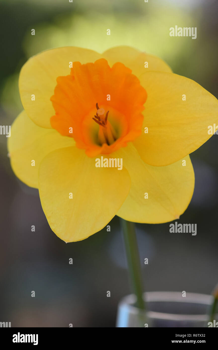 Trumpet daffodil hi-res stock photography and images - Alamy