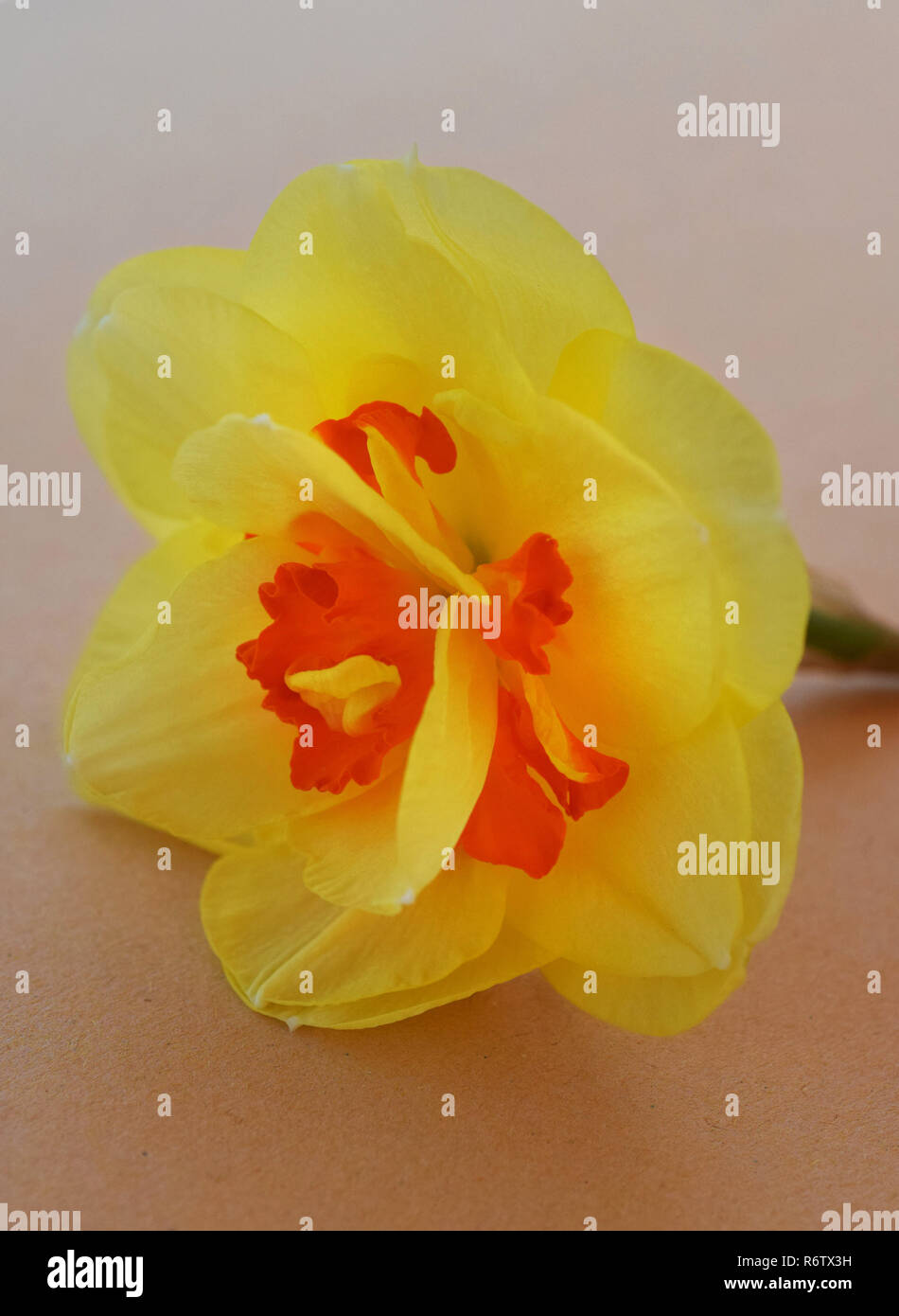 Double daffodil hi-res stock photography and images - Alamy