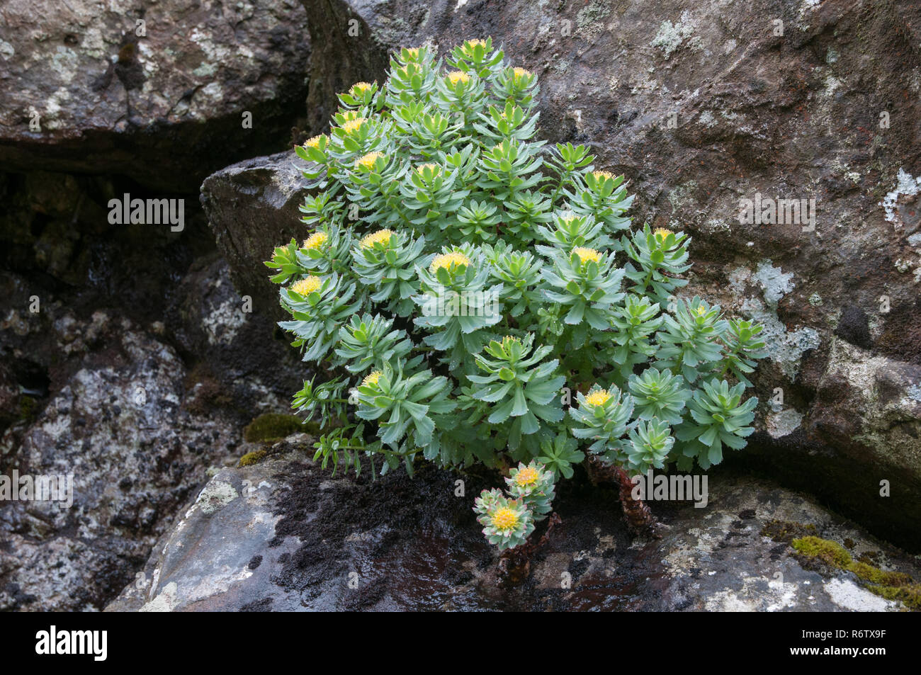 Roseroot (Sedum rosea, Rhodiola rosea) growing on a rocky ledge on the ...