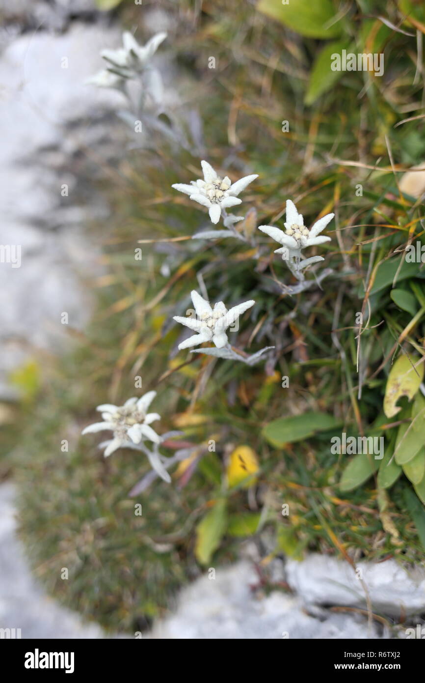 Edelweiss protected rare flower hi-res stock photography and images - Alamy