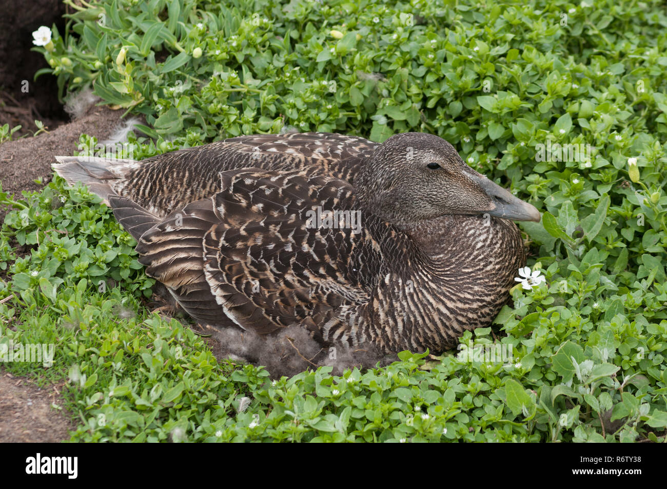Eiderente nest hi-res stock photography and images - Alamy