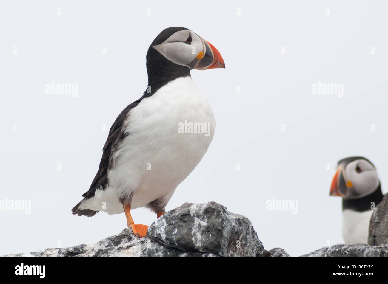 Puffin coloured beak hi-res stock photography and images - Alamy