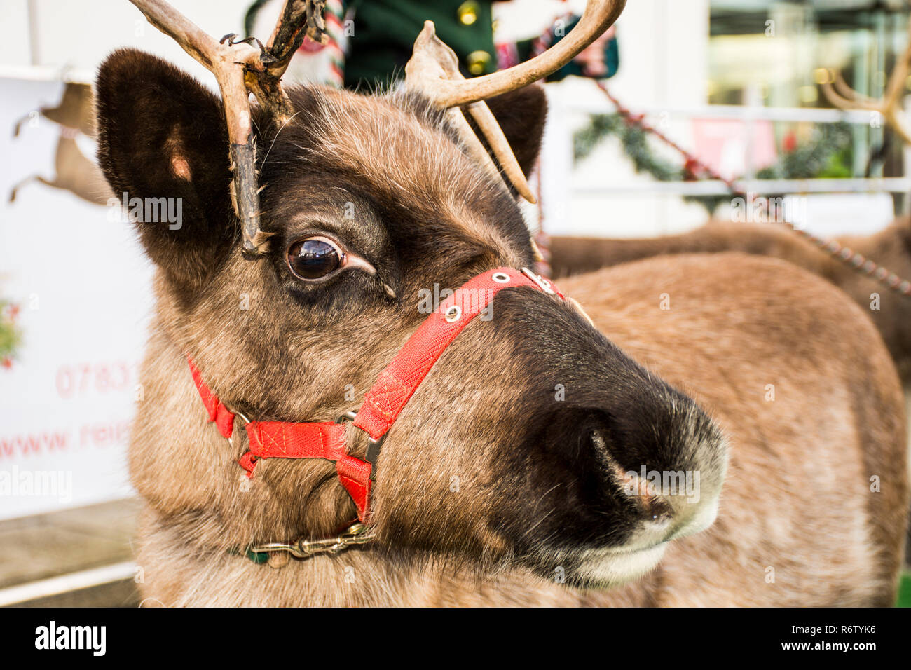 Red harness hi-res stock photography and images - Alamy