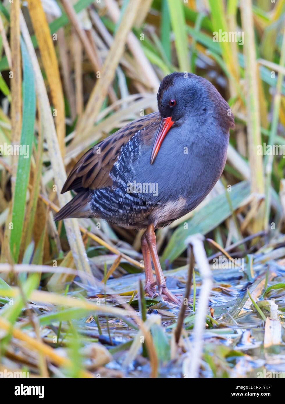 Close views of an elusive Water Rail Stock Photo - Alamy