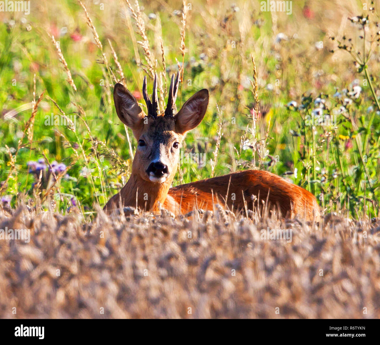 Roe buck corn hi-res stock photography and images - Alamy