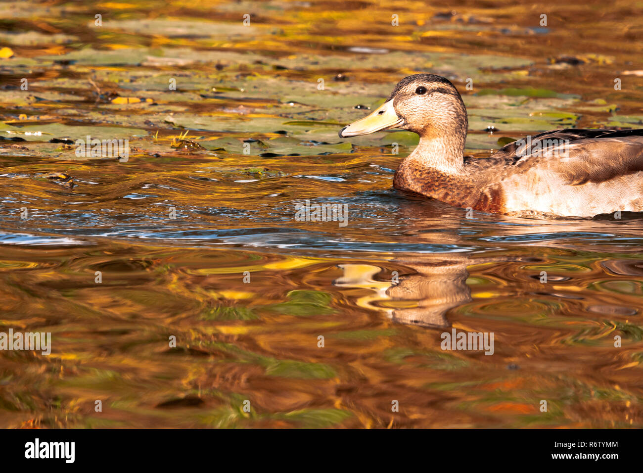 Mallard / Wild Duck Stock Photo - Alamy