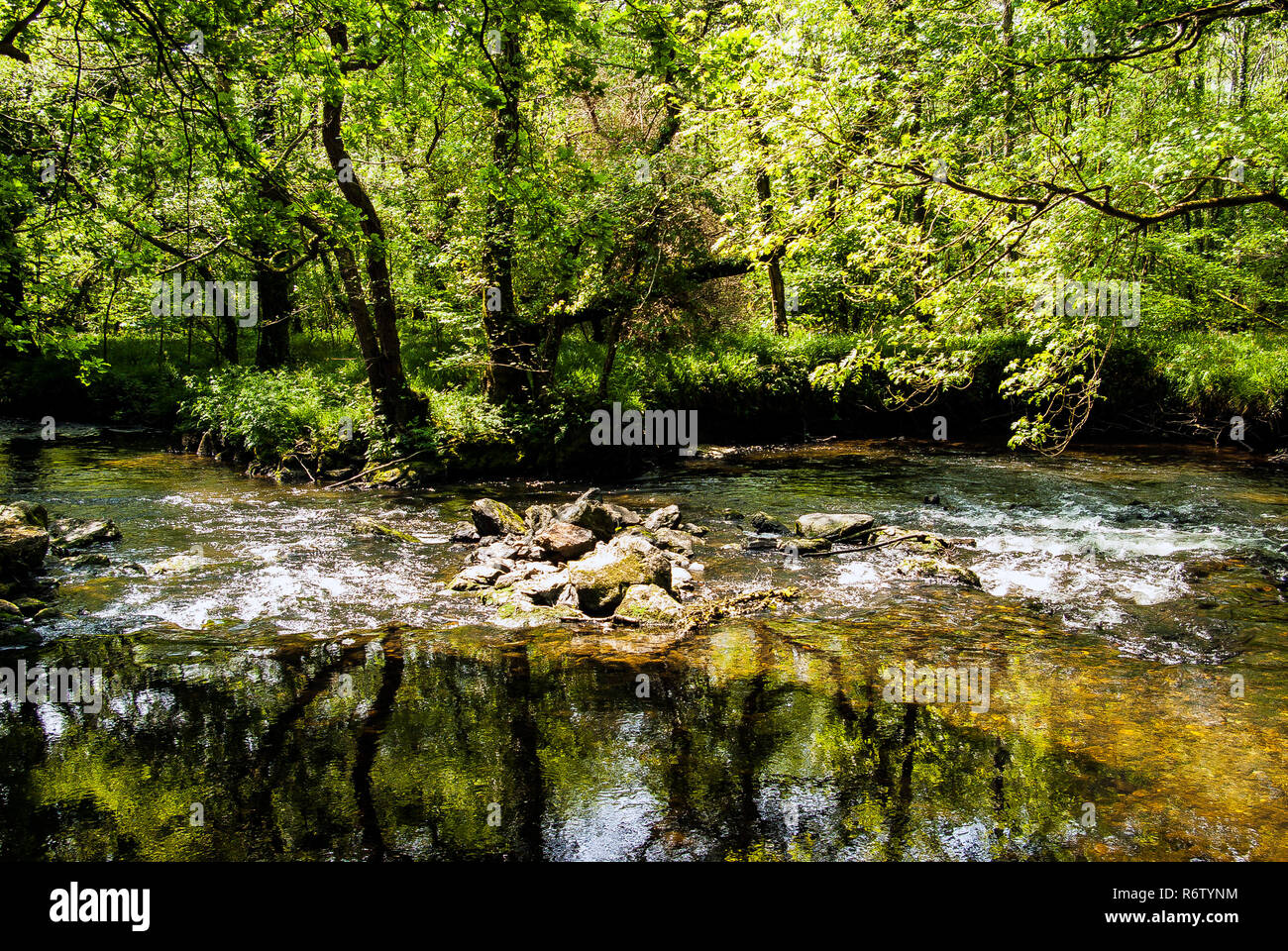 Spring in Cornish forest Stock Photo - Alamy