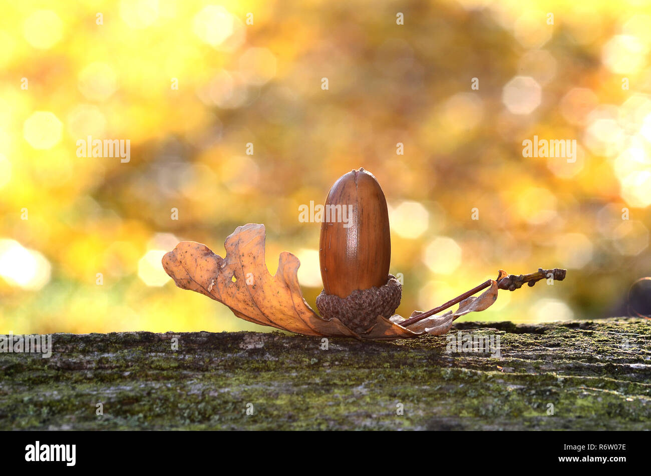 acorn with fruit capsule Stock Photo - Alamy