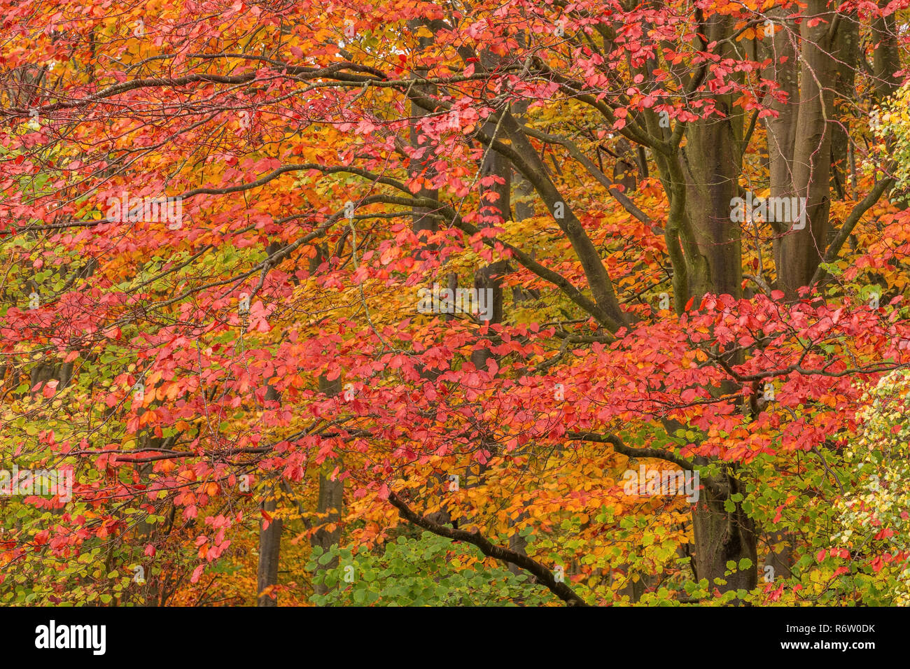 Mix colourful of the trees in forest Stock Photo - Alamy