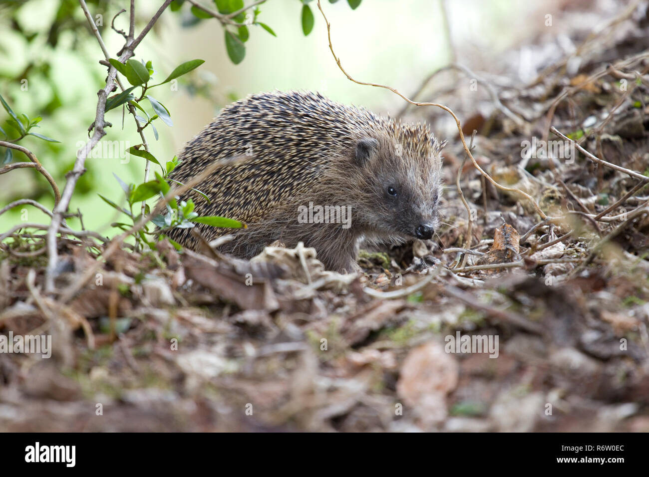 Hedgehog garden leaves hi-res stock photography and images - Alamy