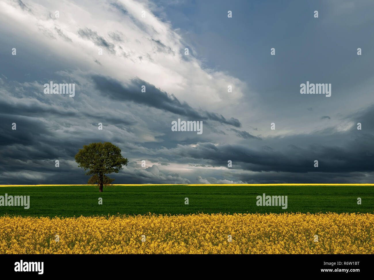 One tree and perfect grass field,beautiful cloudscape.Green landscape ...