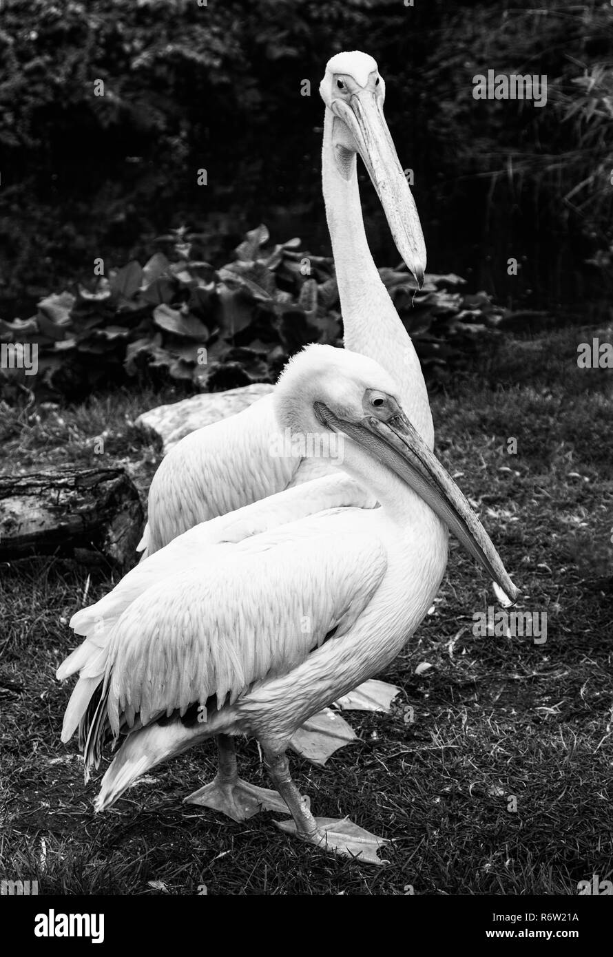 Meeting river Black and White Stock Photos & Images - Alamy