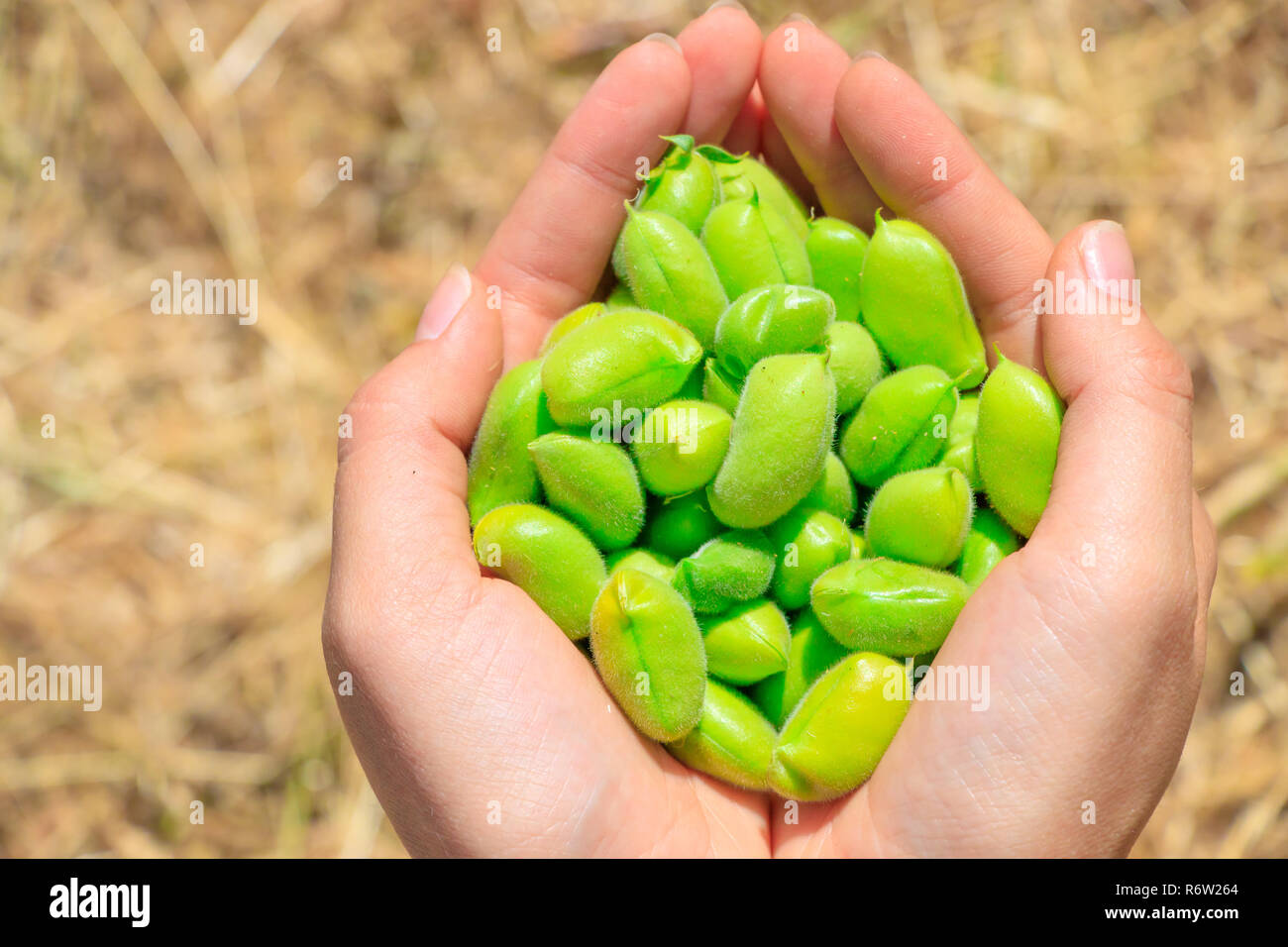 Fresh green chickpeas Stock Photo - Alamy