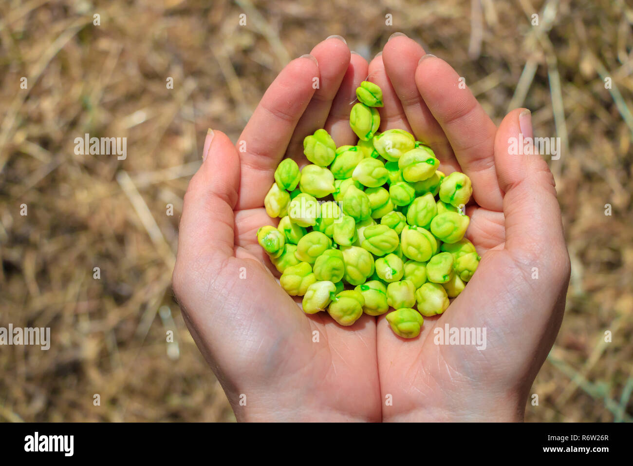 Fresh green chickpeas Stock Photo - Alamy