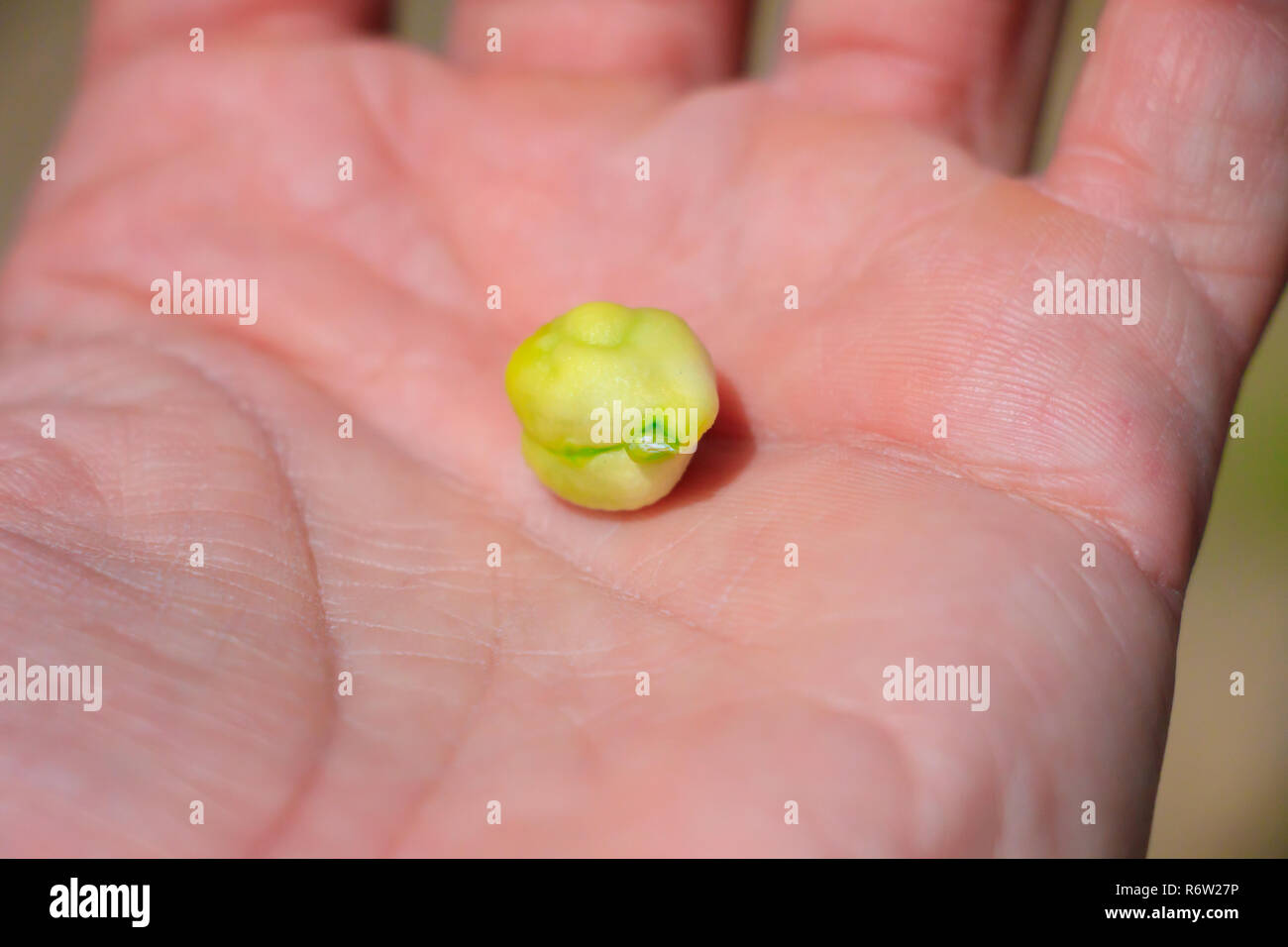 Fresh green chickpeas Stock Photo - Alamy