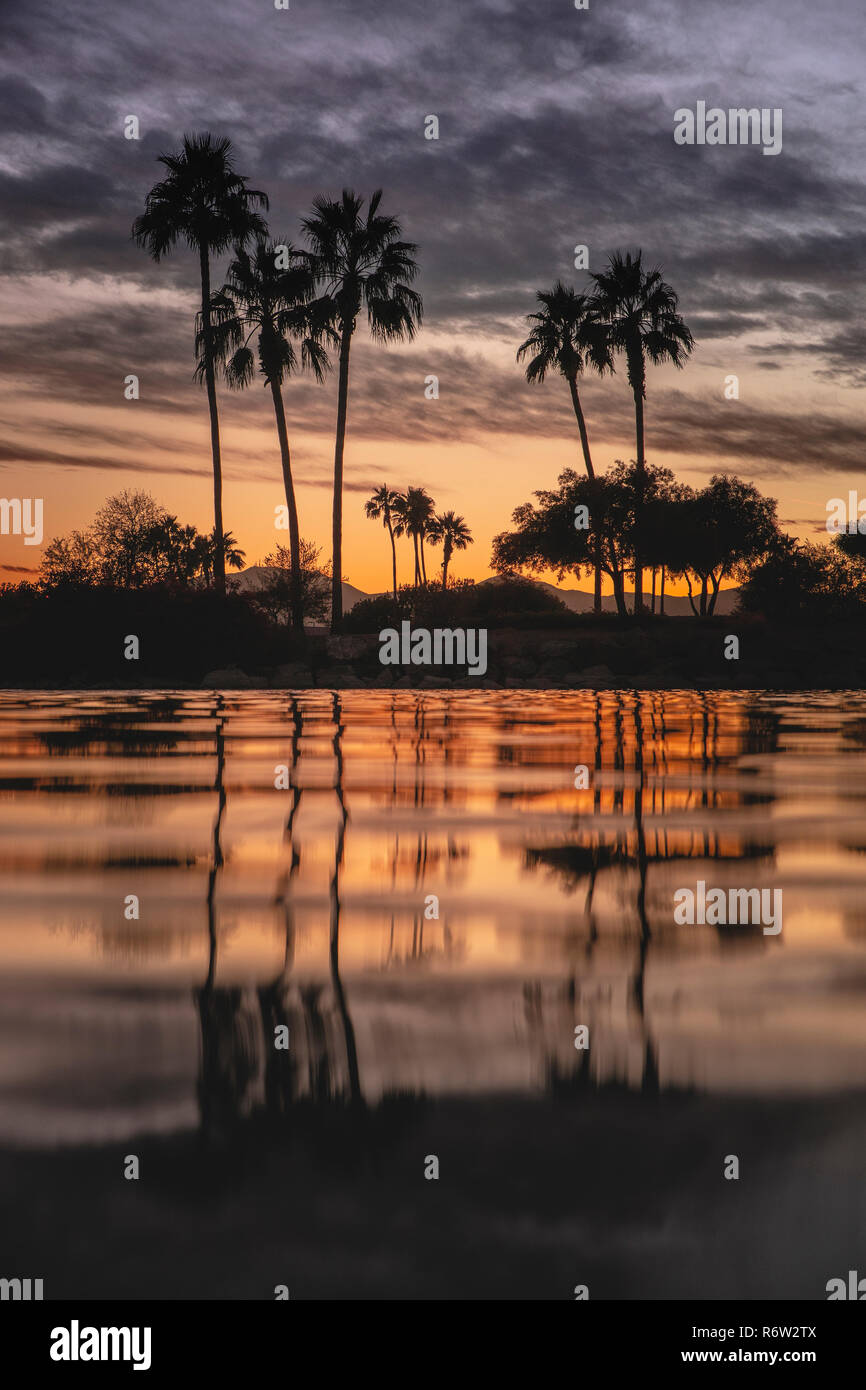Palm trees reflecting in the water at sunset Stock Photo - Alamy