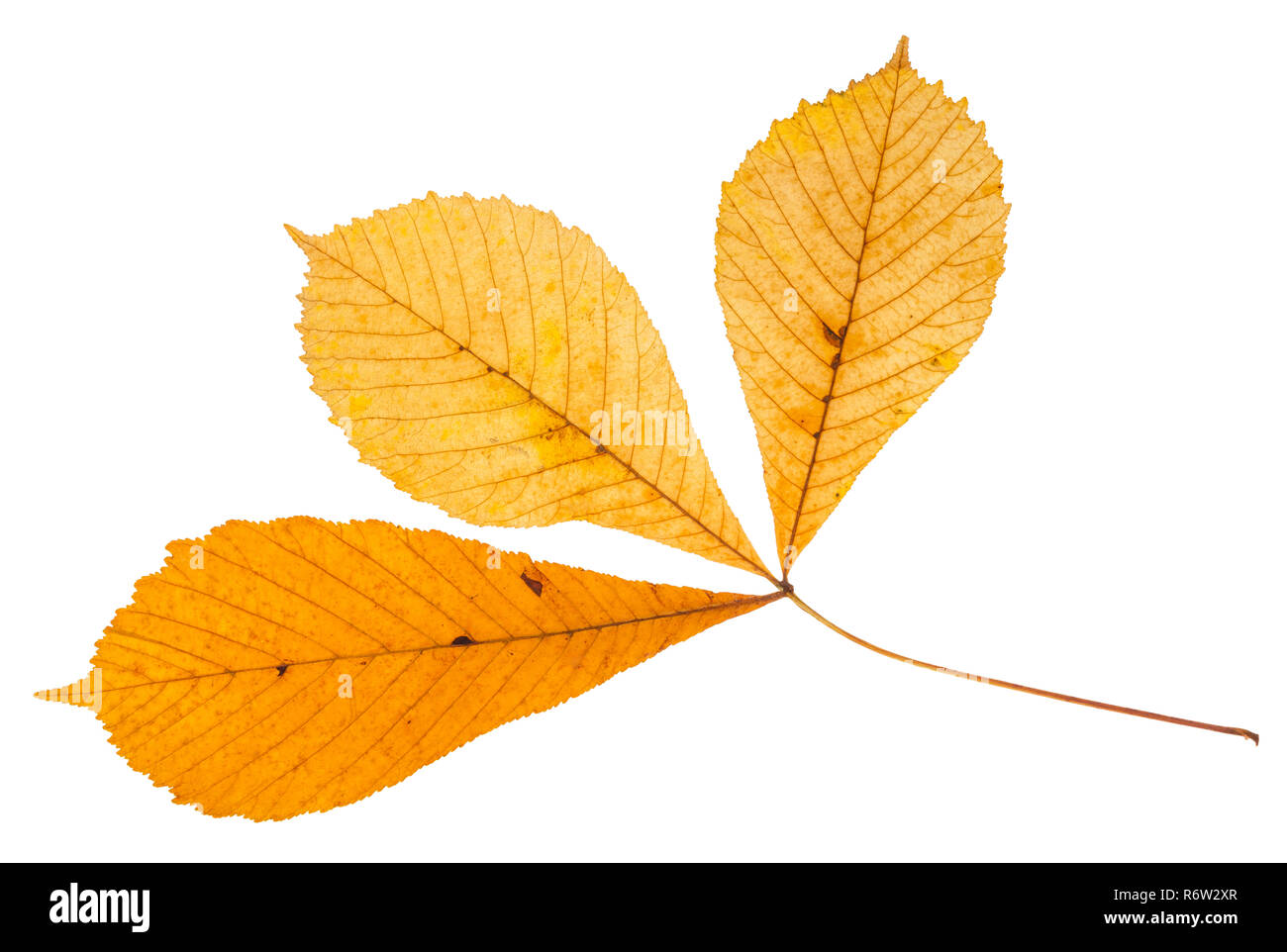 twig with three leaves of buckeye tree isolated Stock Photo - Alamy