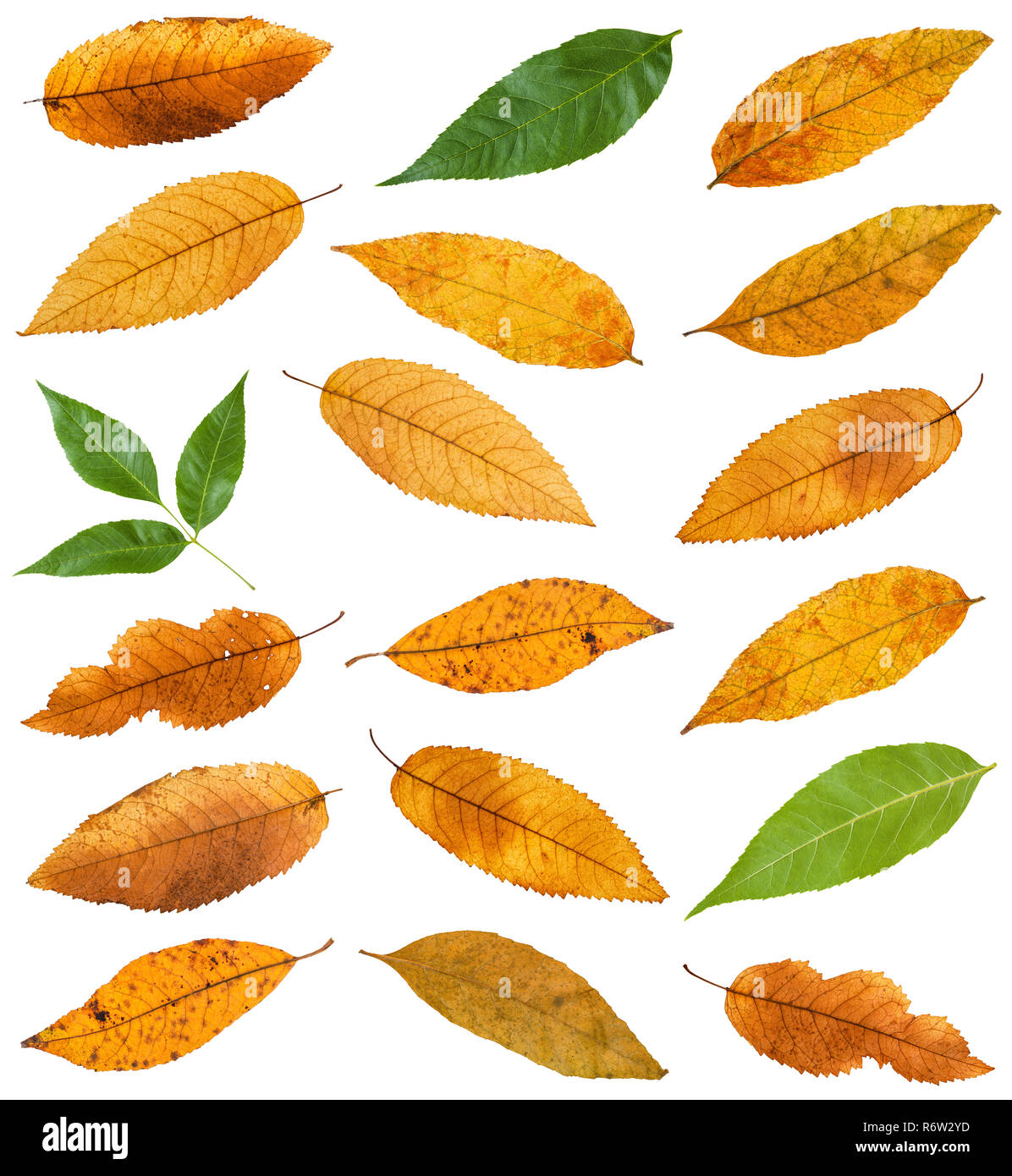 Fraxinus leaves Cut Out Stock Images & Pictures - Alamy