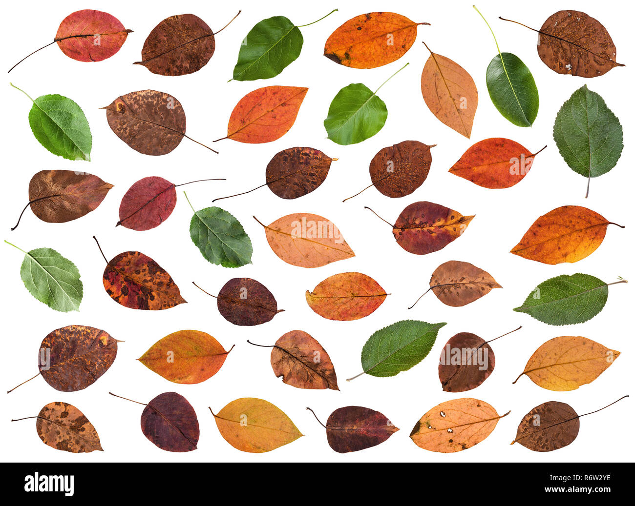 set of various leaves of pear, malus, apple trees Stock Photo - Alamy