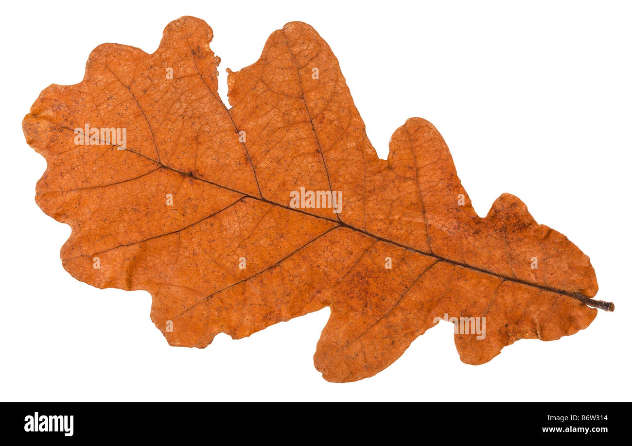 autumn dried leaf of oak tree isolated Stock Photo - Alamy