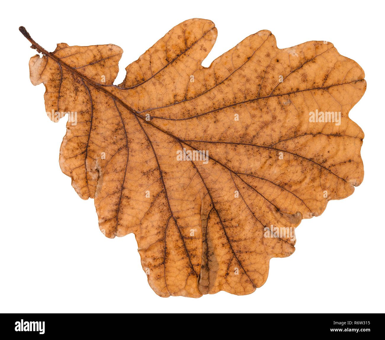 autumn old leaf of oak tree isolated Stock Photo - Alamy