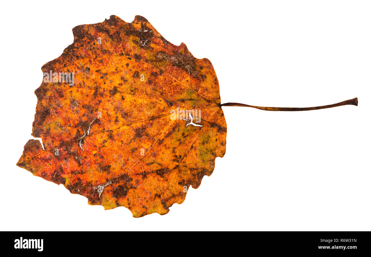 broken autumn fallen leaf of aspen tree Stock Photo - Alamy