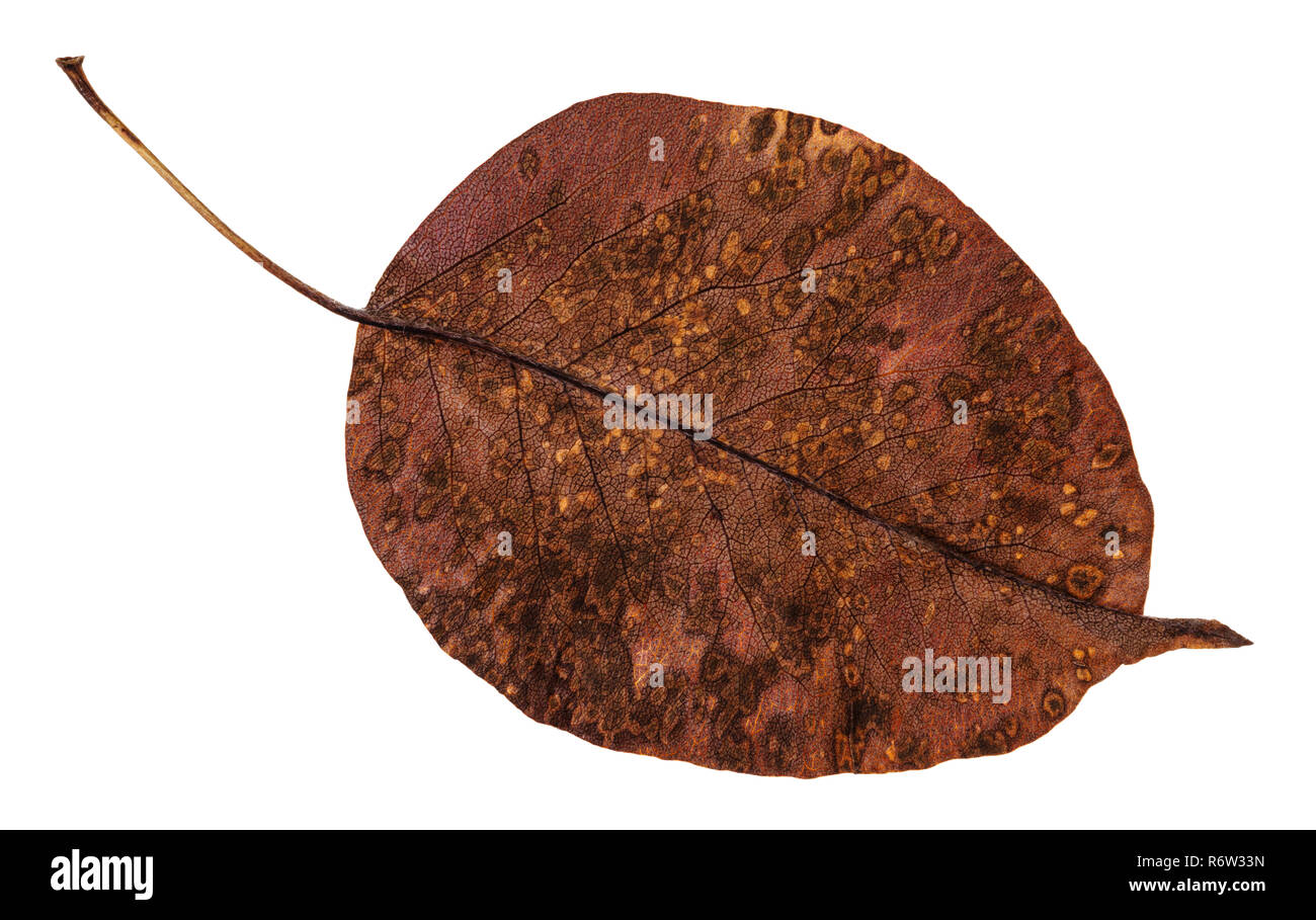 Pear tree detail Cut Out Stock Images & Pictures - Alamy