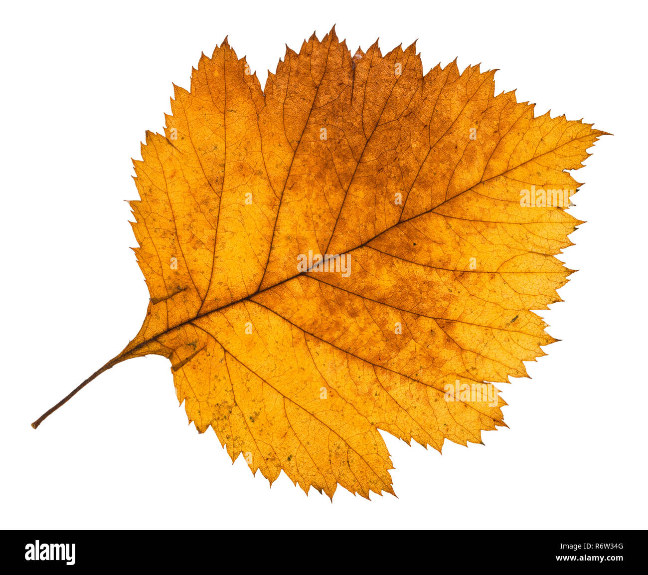 yellow autumn leaf of hawthorn tree isolated Stock Photo - Alamy