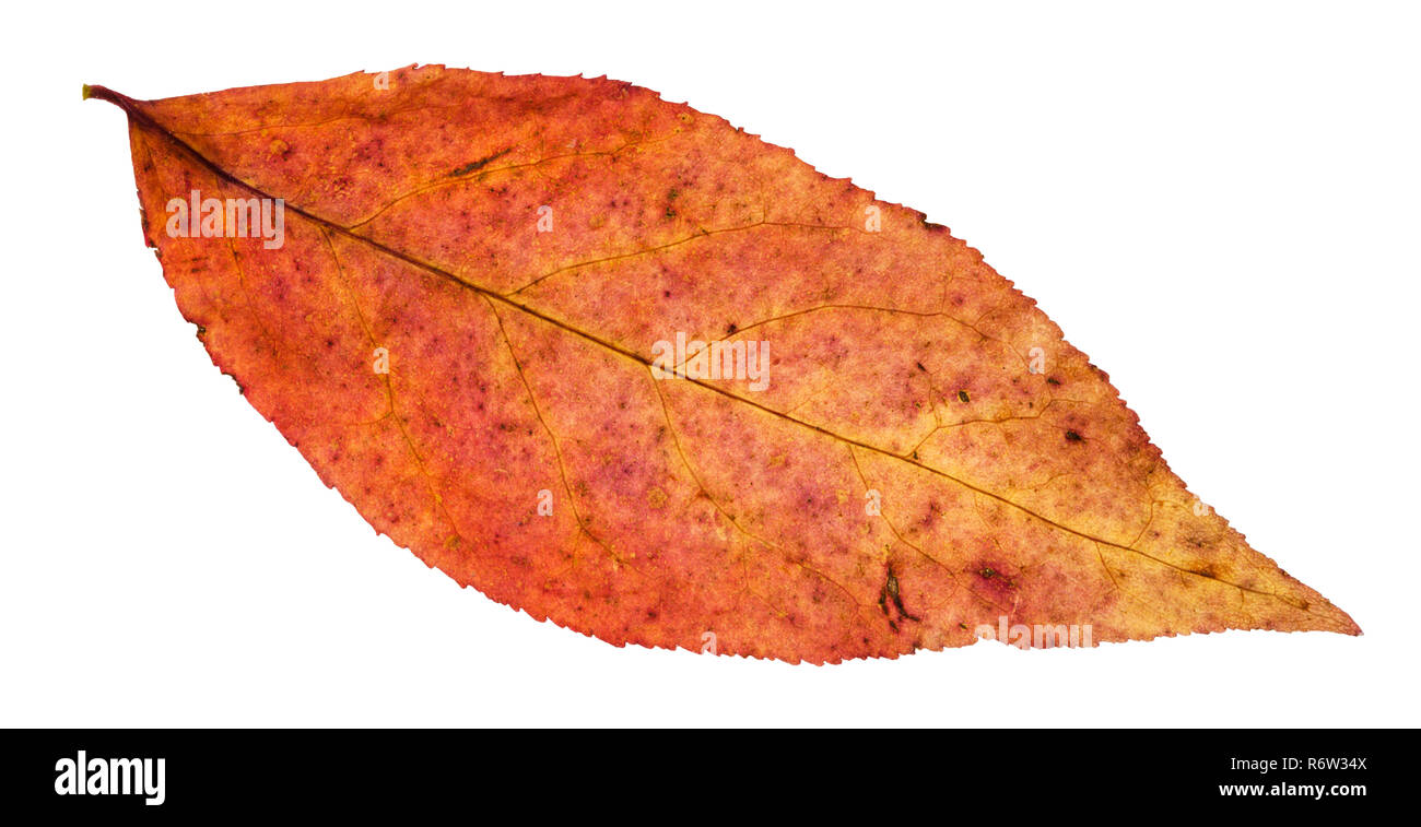 red leaf of willow tree isolated on white Stock Photo - Alamy