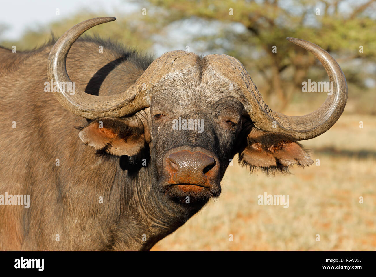 African buffalo portrait Stock Photo - Alamy