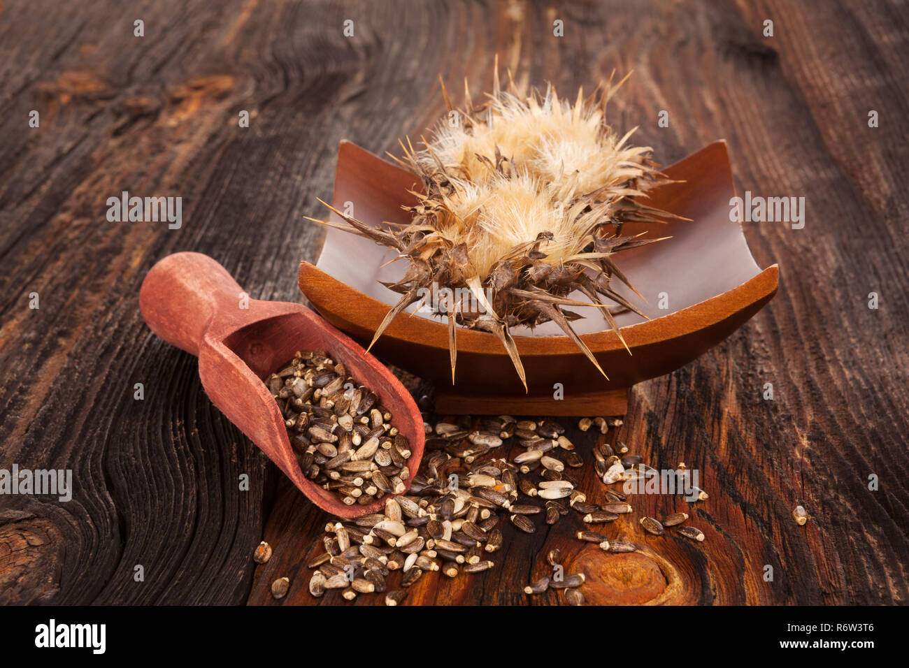 Dried Silybum marianum flower and seeds Stock Photo - Alamy