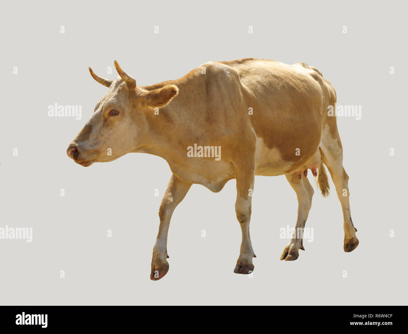 The village cow Stock Photo - Alamy