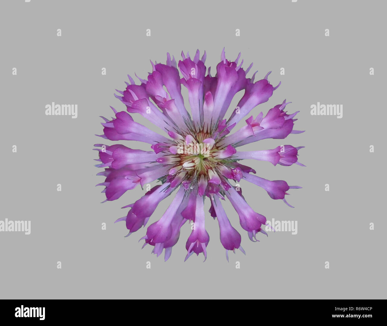 Clover leaf flower head hi-res stock photography and images - Alamy