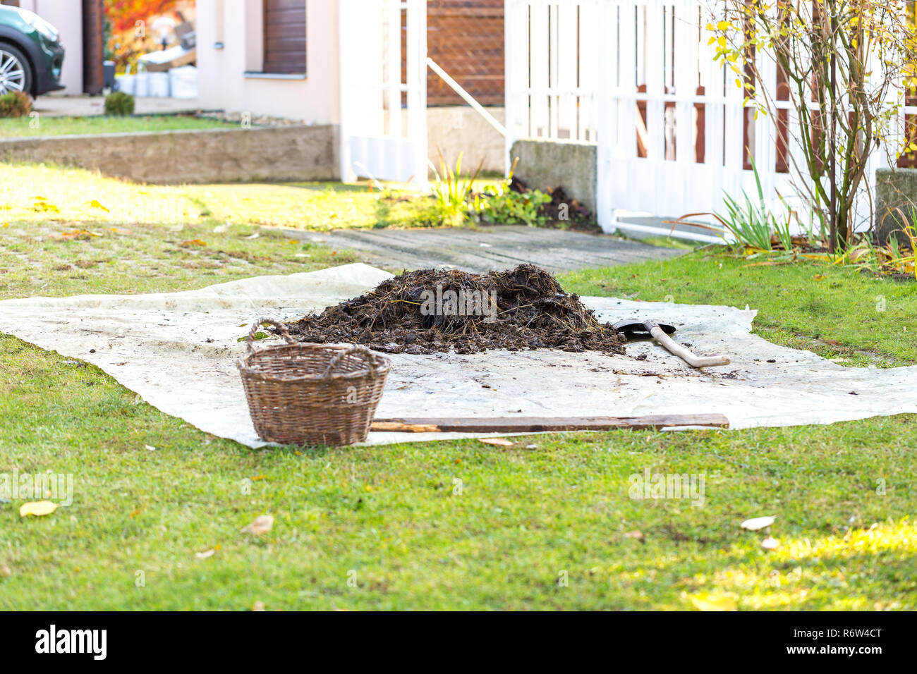 Small pile of rotted manure on tarp in the front yard. Garden shovel ...