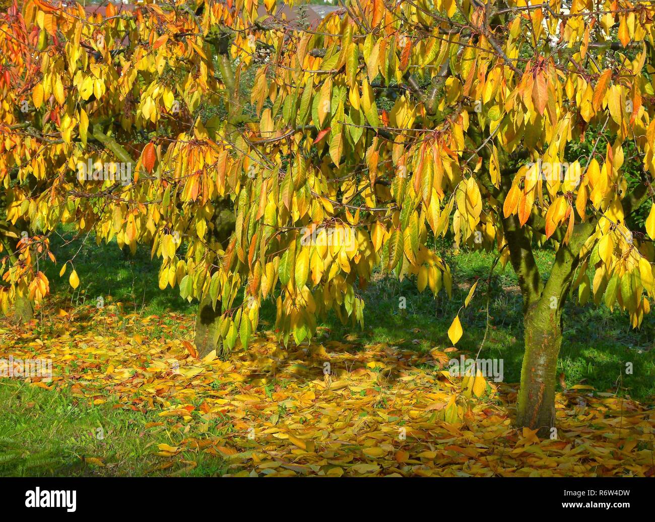 Herbstliches motiv hi-res stock photography and images - Alamy
