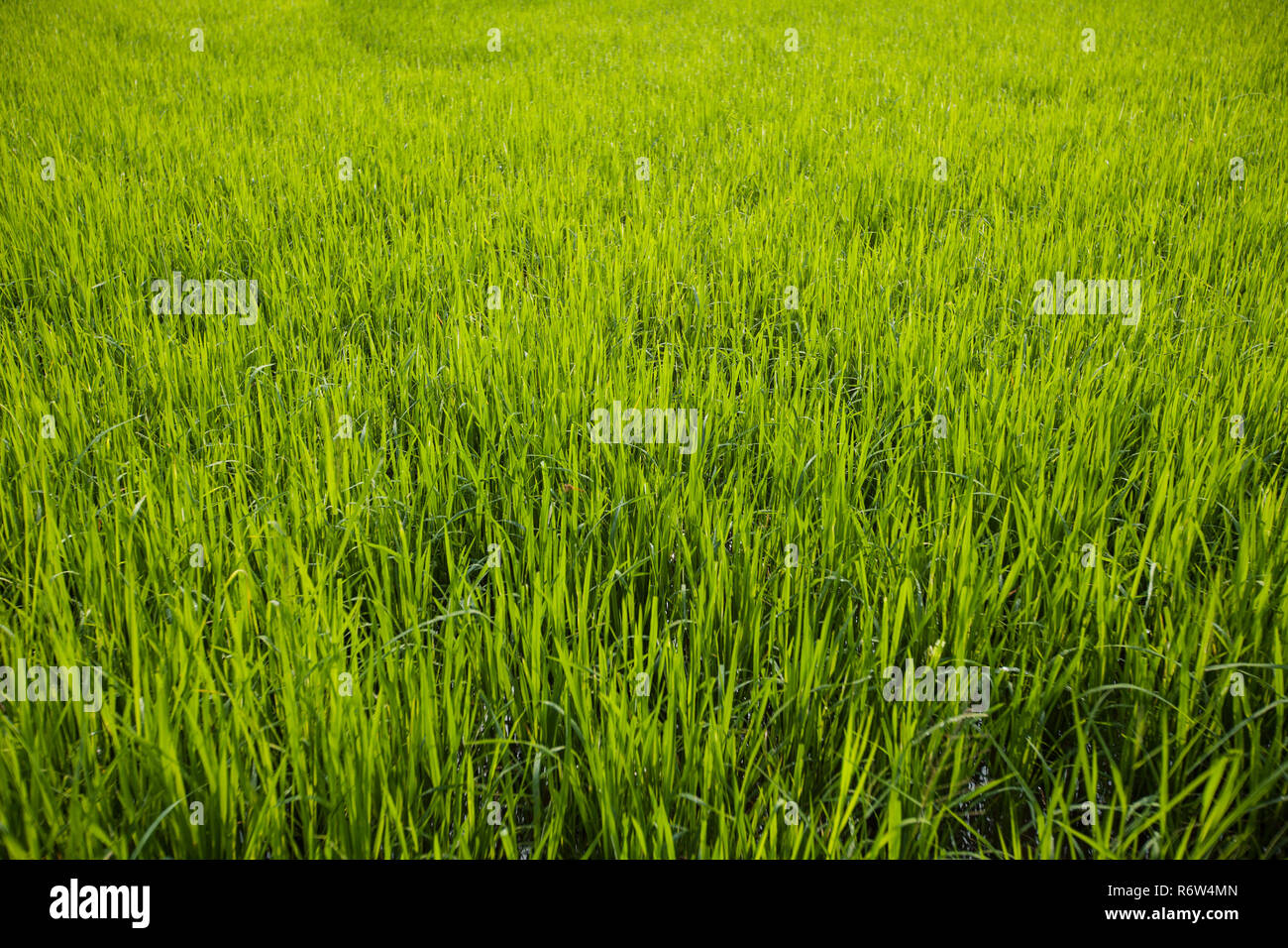 Young rice plant in rice field at Thailand. Background Stock Photo - Alamy
