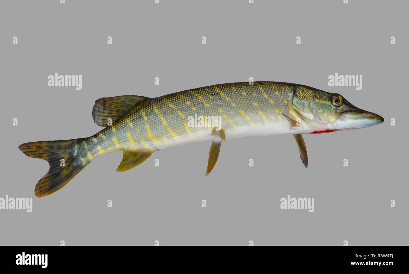 Predatory fish pike Stock Photo - Alamy
