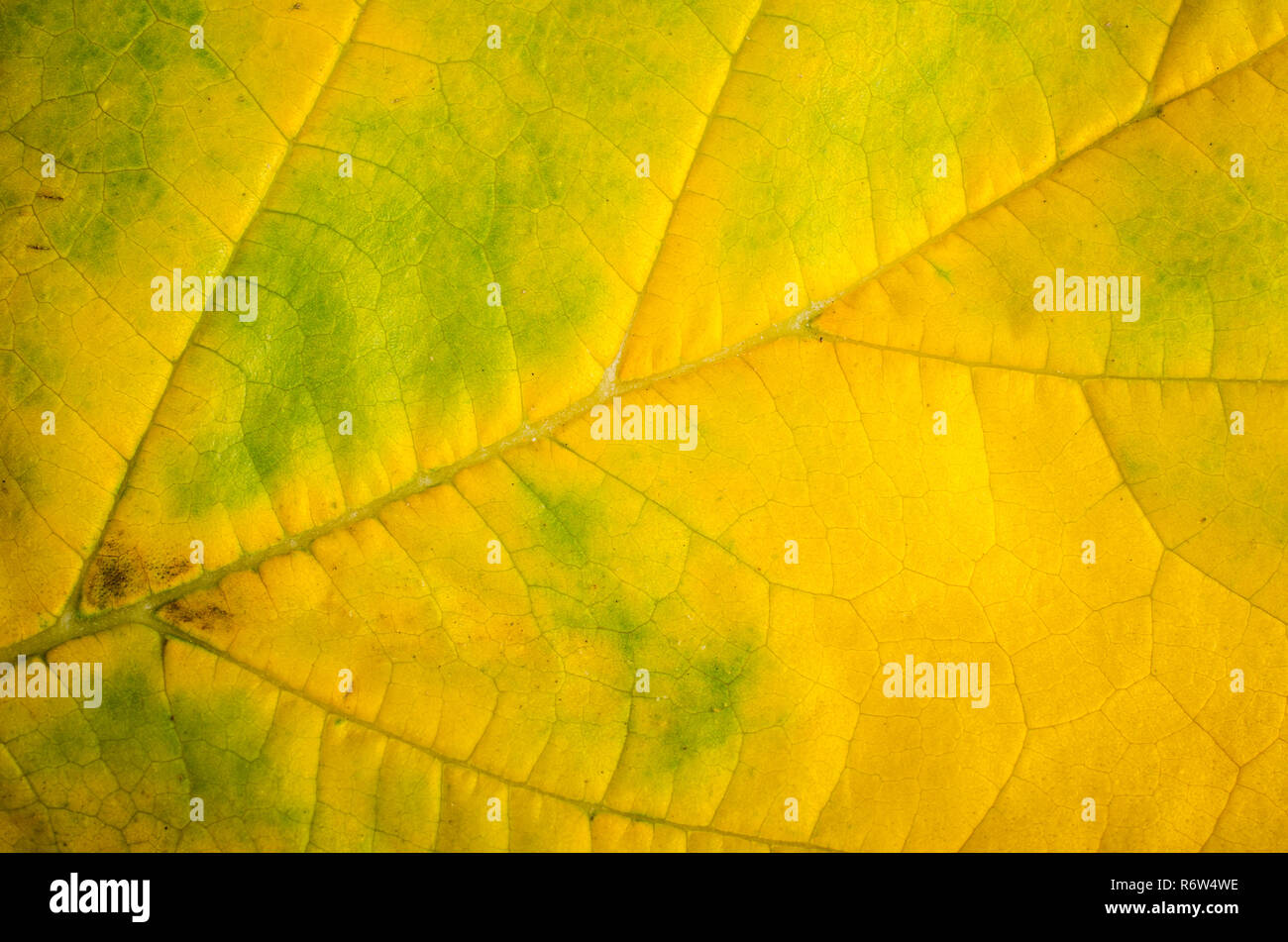 Autumn color gradient on a leaf, a seasonal background Stock Photo - Alamy